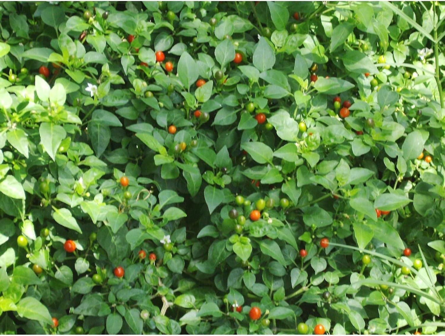 Amazon.com : Birds Eye Pepper Seeds (20 Seed Pack) Seeds for Planting ...