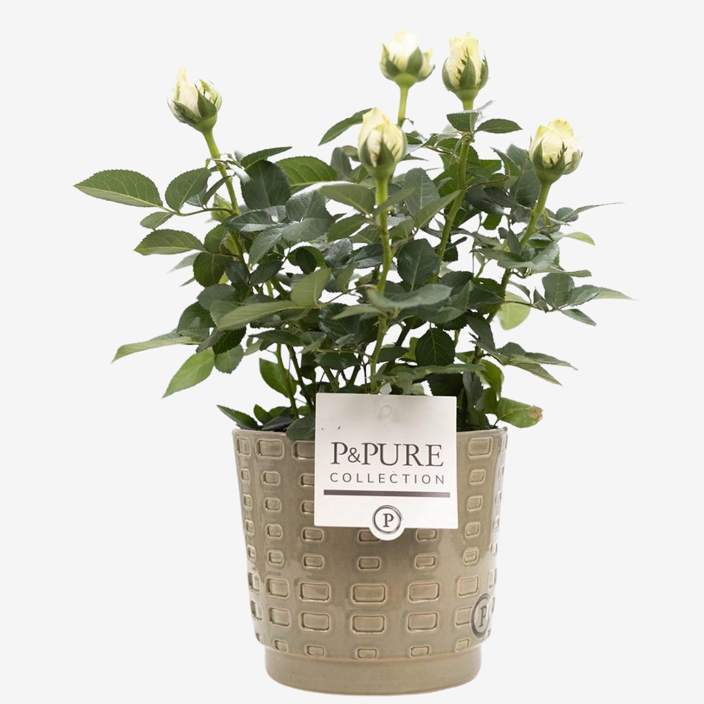White Rose Plant with Pot, Houseplant Real Indoor Plant for Office ...