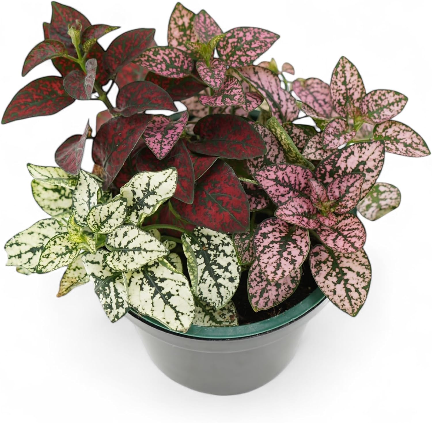 Amazon.com : Live Plants - Polka Dot Plant Live Hypoestes, 3 Varieties ...