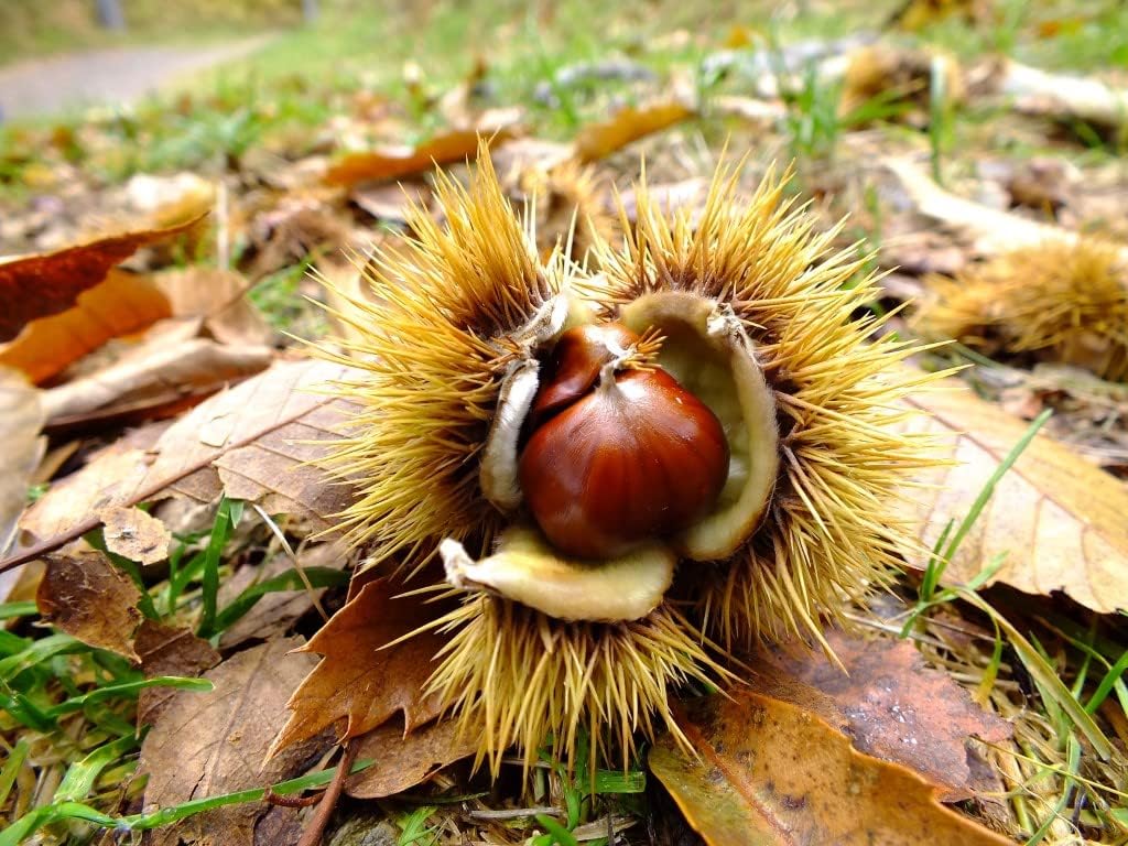 Amazon.com : Chinese Chestnut Seedling Tree Plant Live - 12 Inc to 18 ...