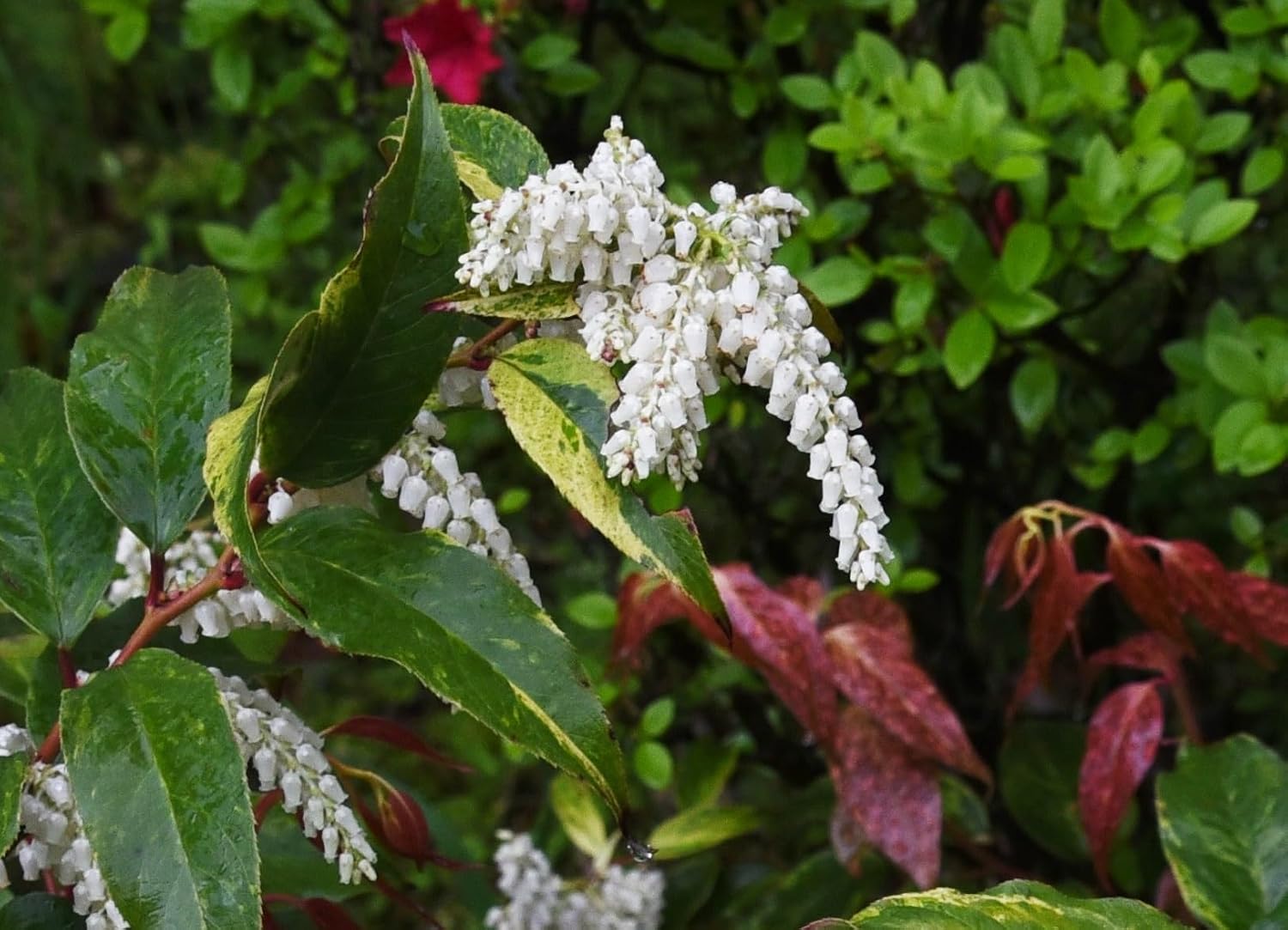 Amazon.com : 30 Dog Hobble Bush Seeds for Planting - Leucothoe ...
