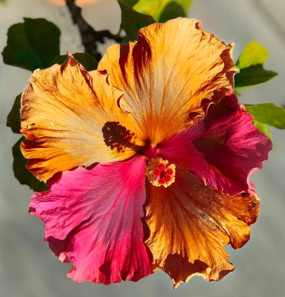 Amazon.com : 100 Giant Hibiscus Flower Seeds Hardy,Mix Color, DIY Home ...