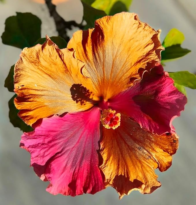 Amazon.com : 100 Giant Hibiscus Flower Seeds Hardy,Mix Color, DIY Home ...