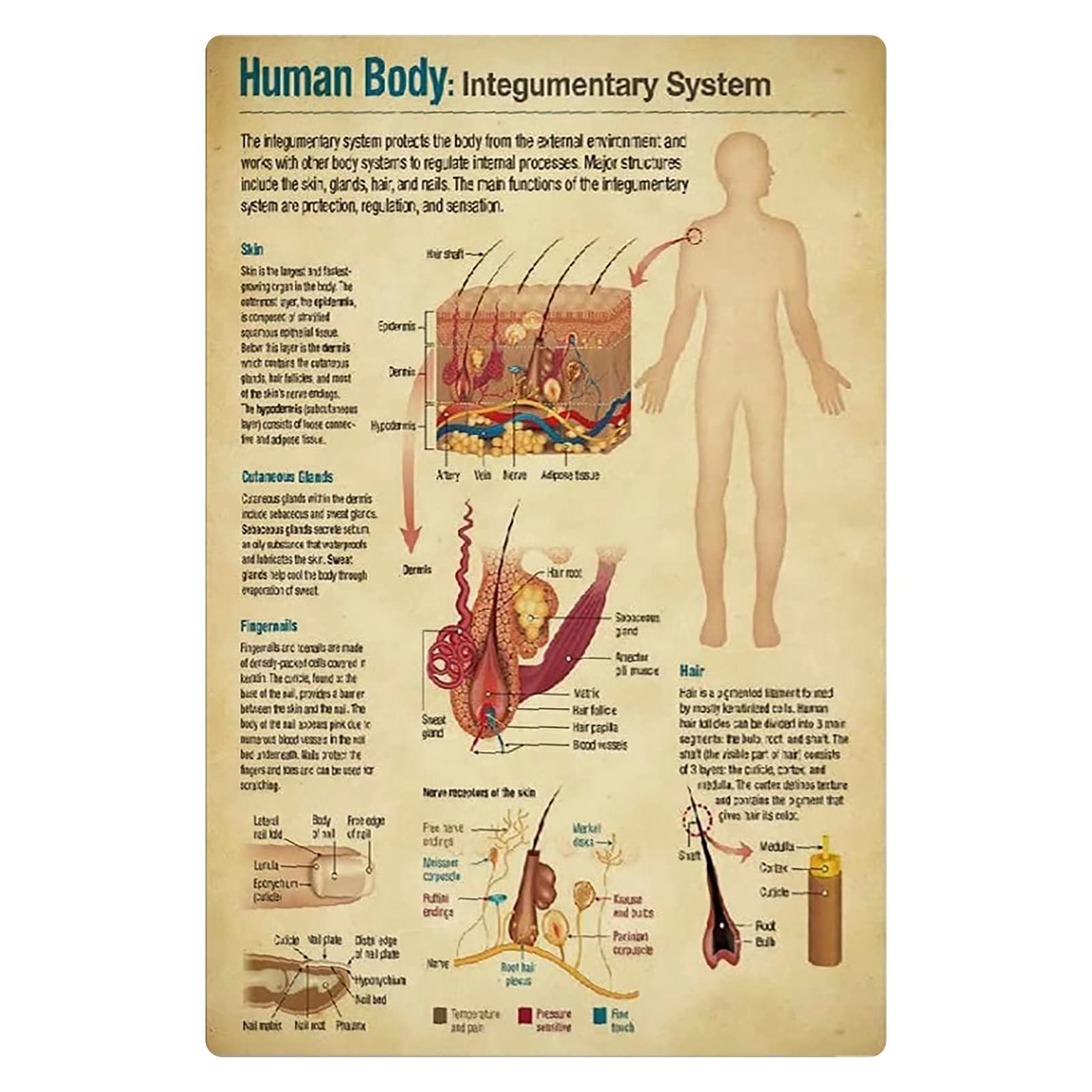 Integumentary System Body Diagram