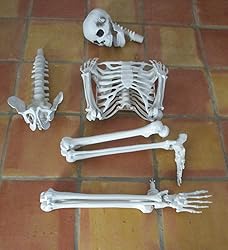 Amazon.com : 5.9Ft Halloween Skeleton Posable Skeleton Life Size ...