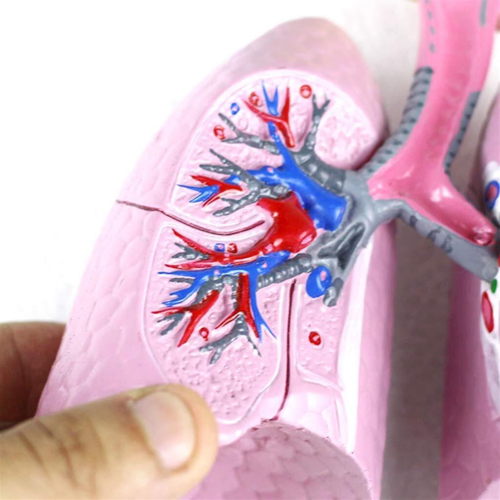 Bronchiën Anatomie Lunge: Anatomie, Lage Und Funktion | Medi Karriere