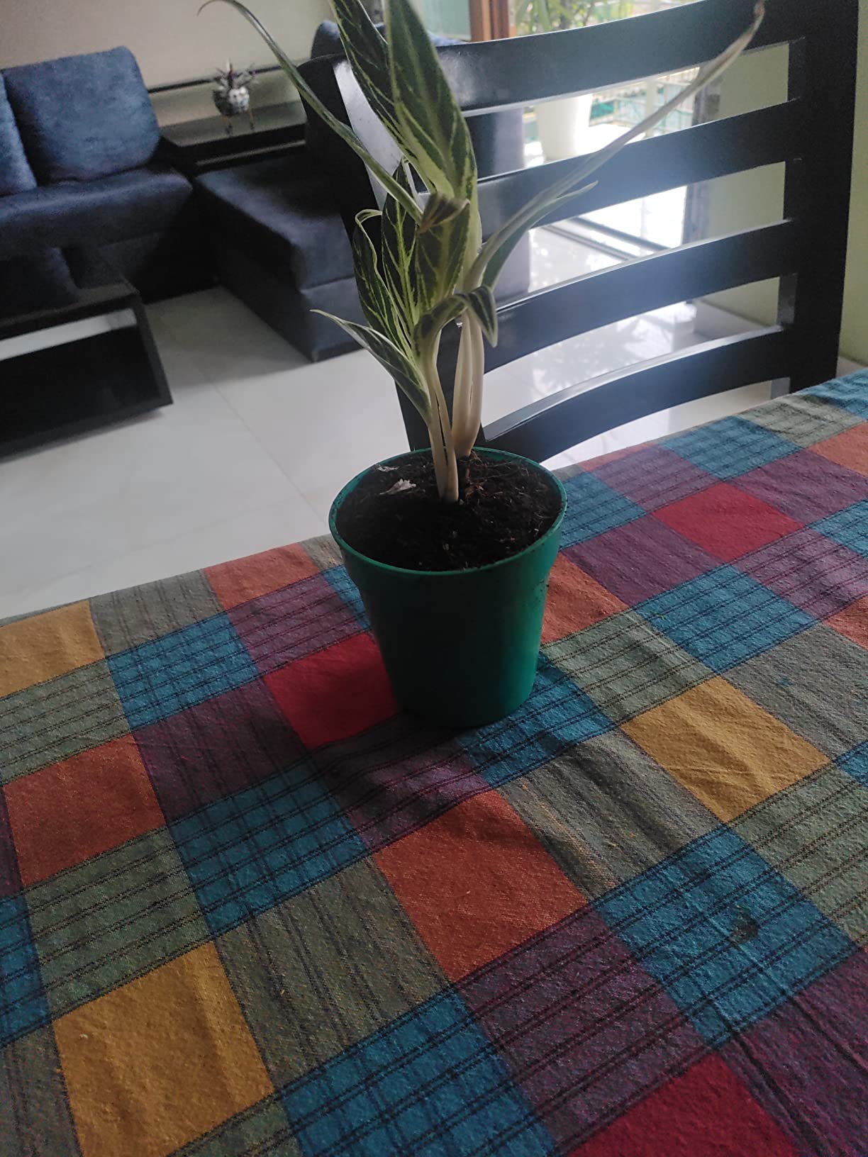 Little Jungle Aglonema (Cutlass Variegated) : Amazon.in: Garden & Outdoors