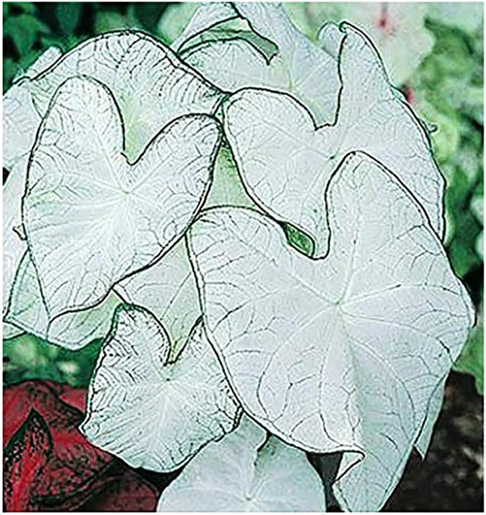 Amazon.com : Fancy Leaf Caladium - Aaron - Large Root, Bulb - Zone 9-11 ...
