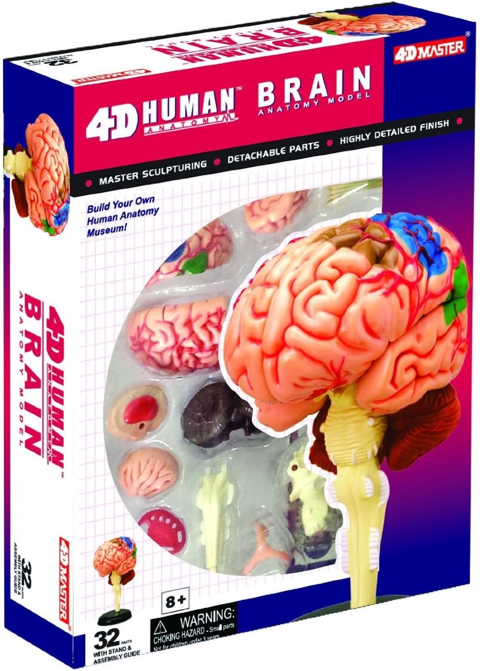 Amazon.com: Human Brain Anatomy Model - Build Your Own! : Toys & Games