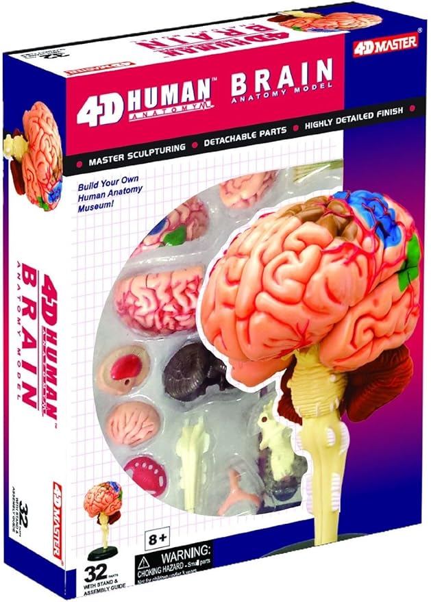 Amazon.com: Human Brain Anatomy Model - Build Your Own! : Toys & Games