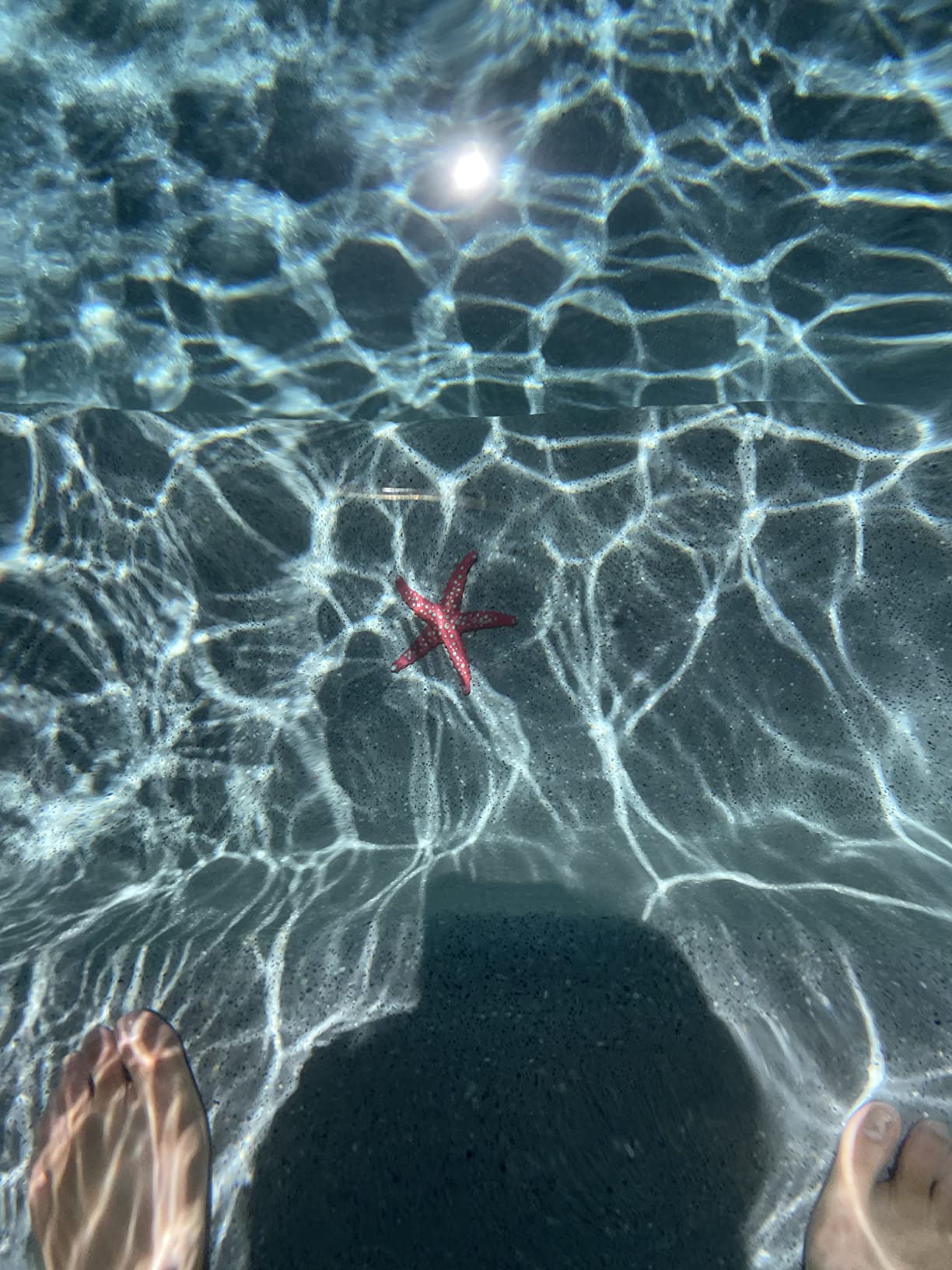 Amazon.com: 8 Pcs Diving Pool Toys, Beach Colorful Starfish Summer ...