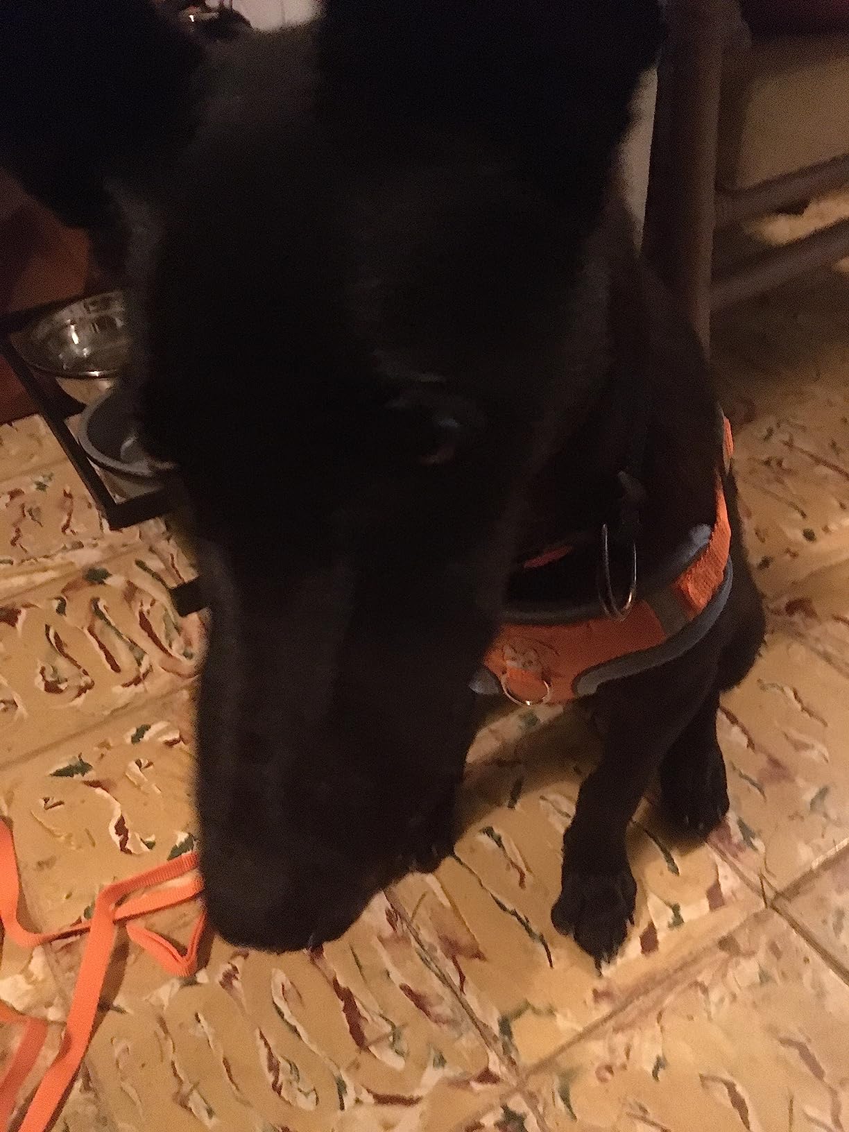 Amazon.com : Step in Dog Harness and Leash Set - Autumn Winter Faux ...