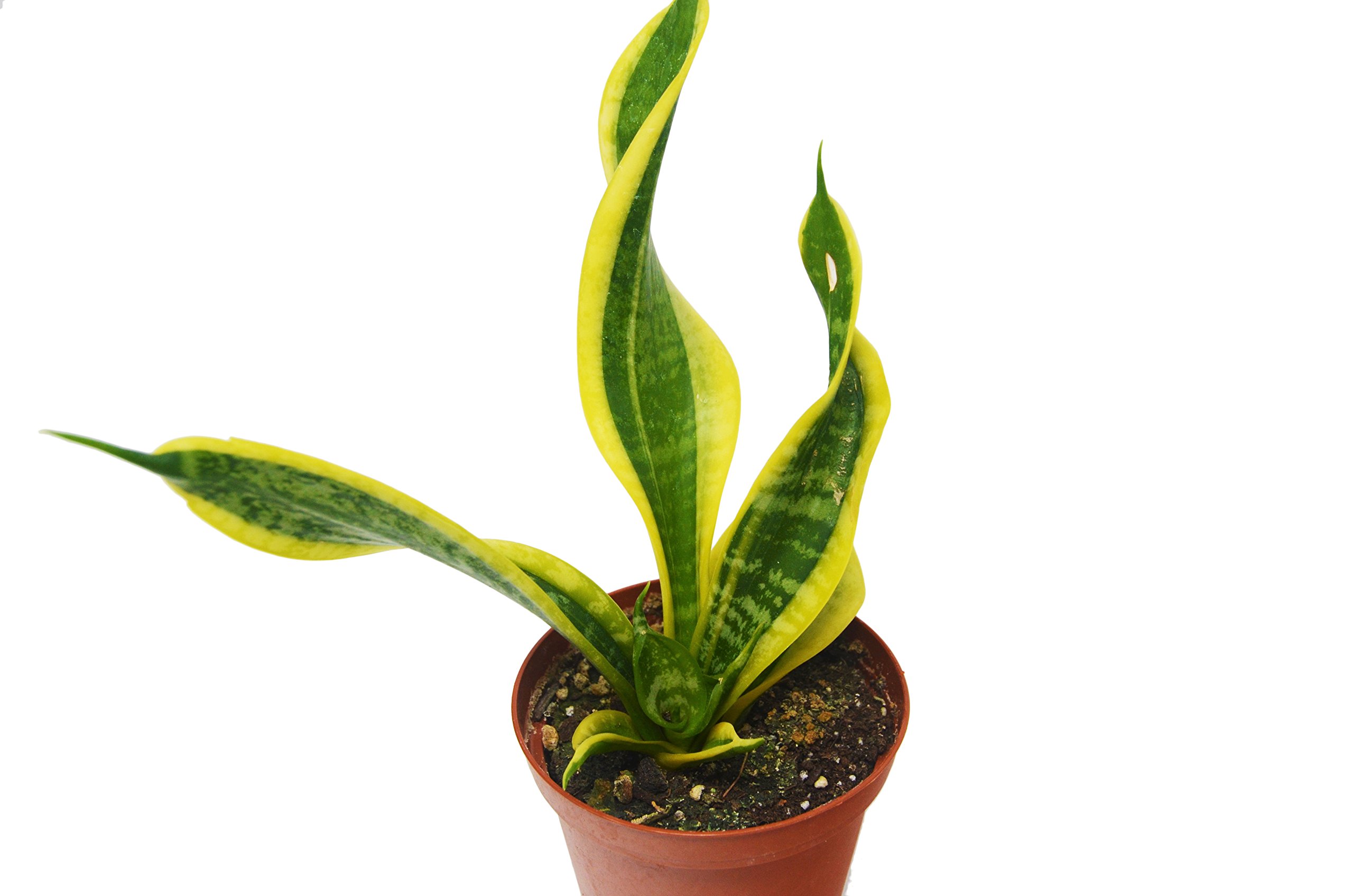 Buy Snake 'Twisted Sister' in 4" Pot - Sansevieria Trifasciata - Live ...
