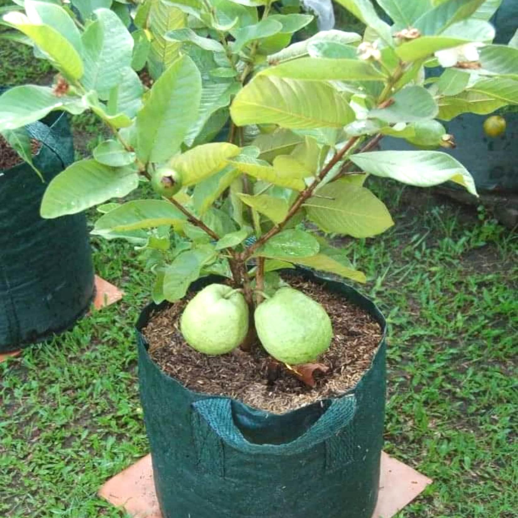 PMK E Store Taiwan Pink Guava Rare Dwarf Variety Grafted Live Plant ...