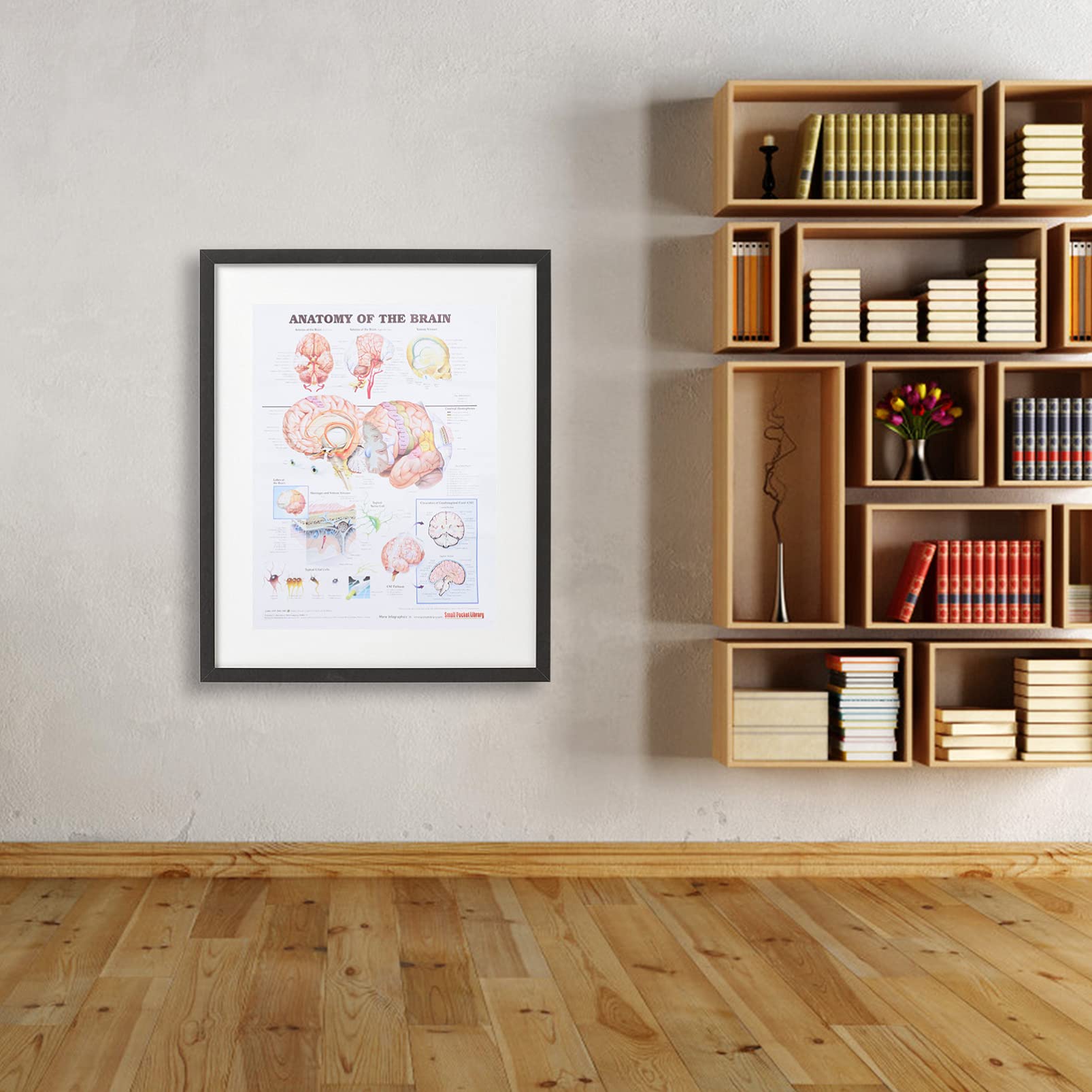 Hemobllo Anatomical Poster Brain Anatomy Poster Brain Anatomy Chart ...