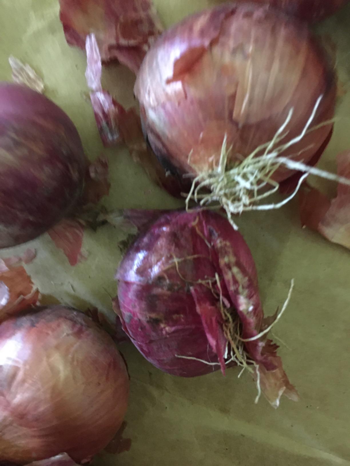 Fresh Produce Onion Large Pack (4.5-5 kg) : Amazon.in: Grocery ...