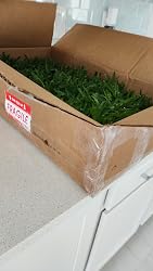 Amazon.com : St. Augustine 'Seville' Sod - 72 Live Plugs - Drought ...