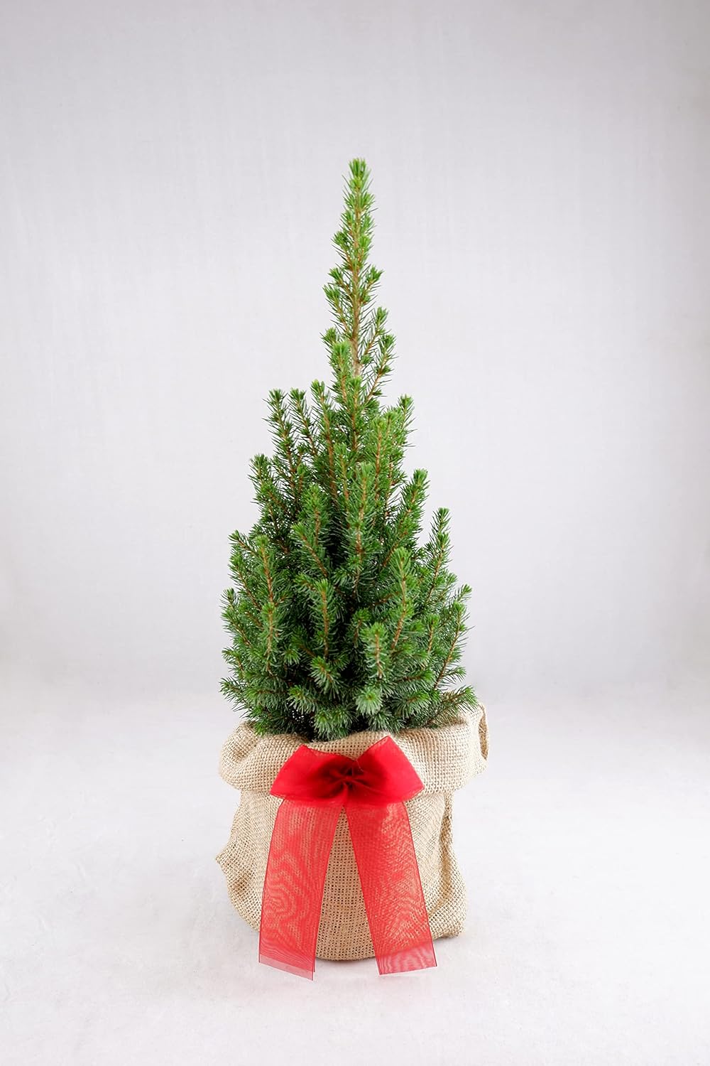 Picea glauca 'Perfecta' Pot Grown Christmas Tree - Hessian Gift Wrap ...