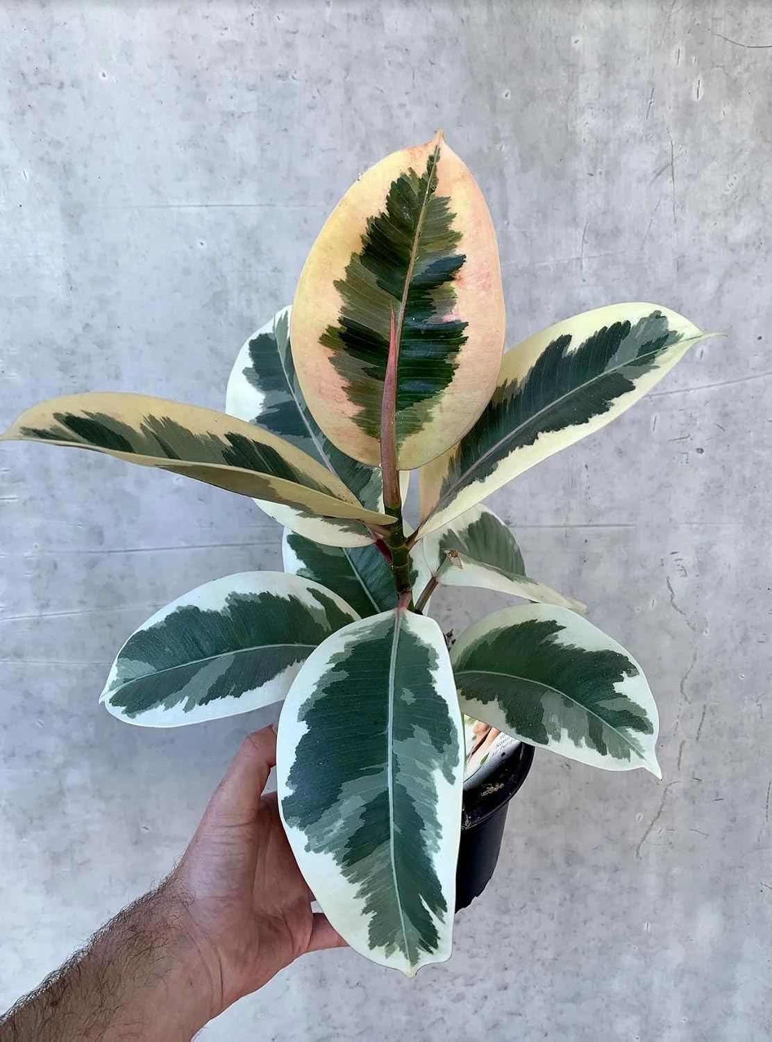 Punarva Live Rare Rubber Plant Indian rubber bush Plant : Amazon.in ...