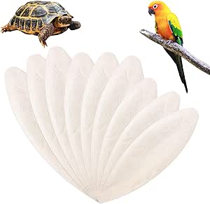 Cuttlefish for Birds,9Pcs Natural Cuttle Fish,Natural Cuttlefish Bone ...