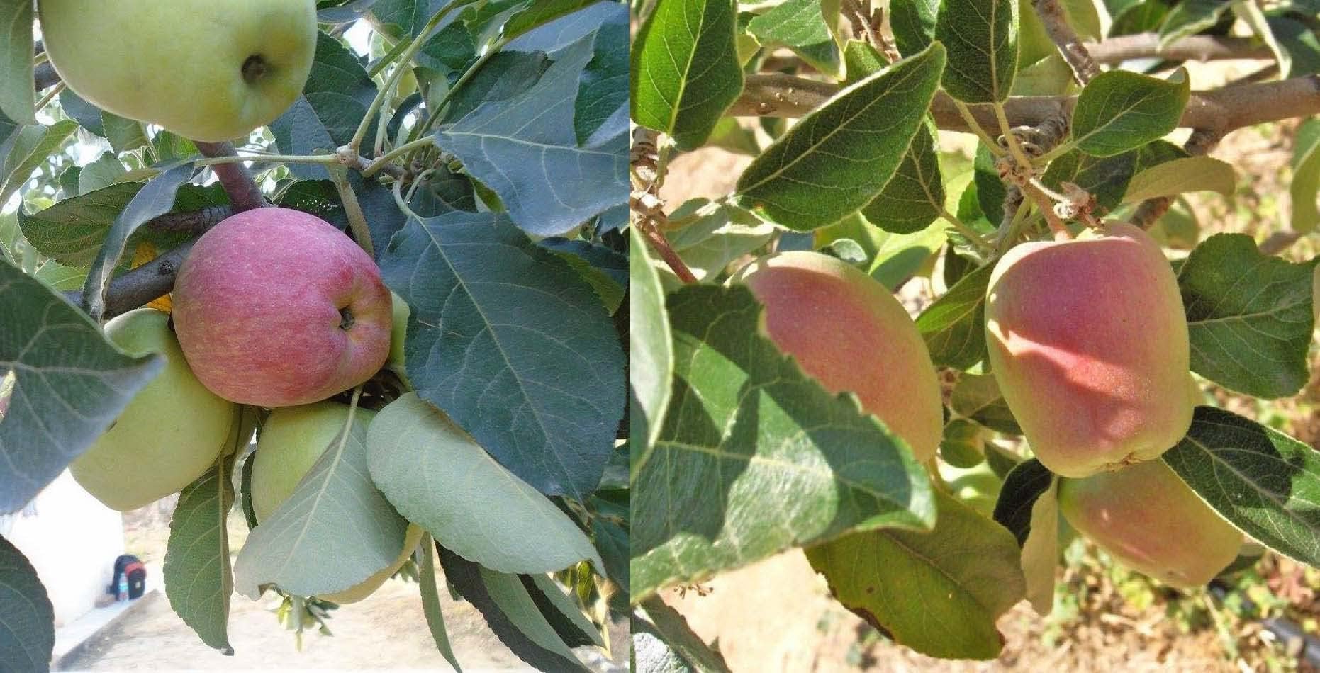 Super Dwarf Anna Apple Tree & Plant Grafted Healthy Live Plant, Pack of ...