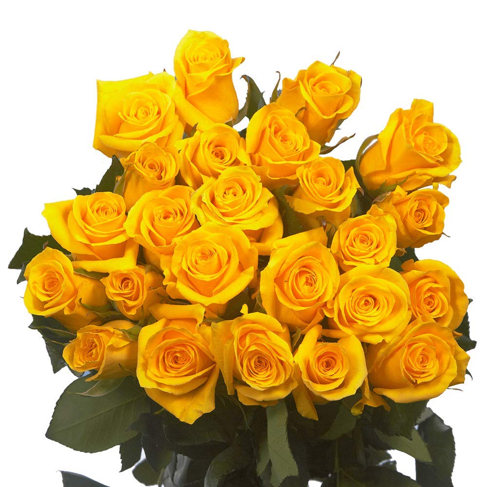 Amazon.com : GlobalRose 75 Fresh Cut Yellow Roses for Valentine's Day ...