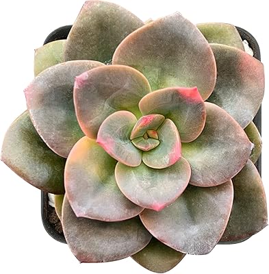 Amazon.com : Live Succulent Plants (5 Pack), 2" Live Succulents Fully ...
