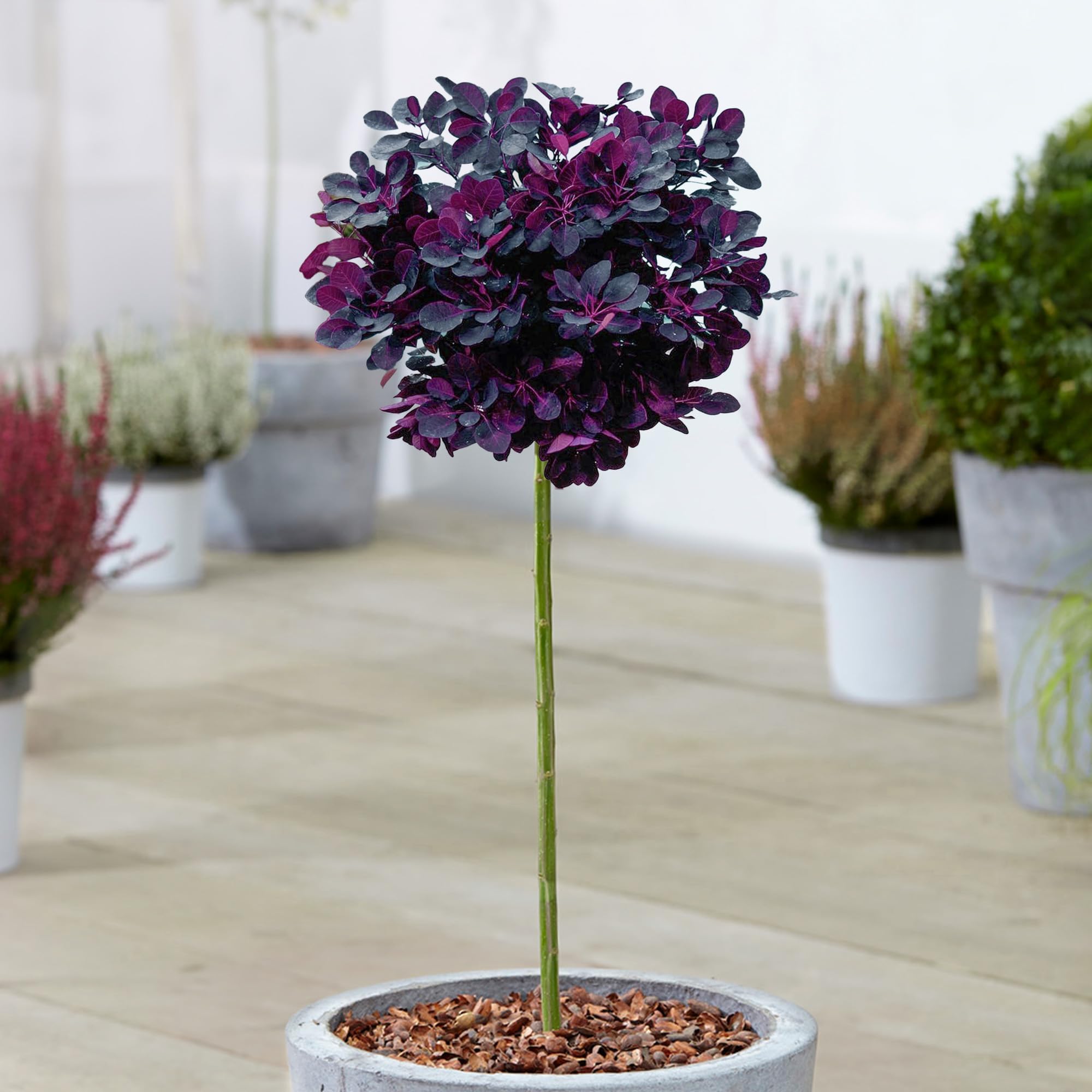 YouGarden Photinia 'Little Red Robin' Standard Tree (Approximately 70 ...