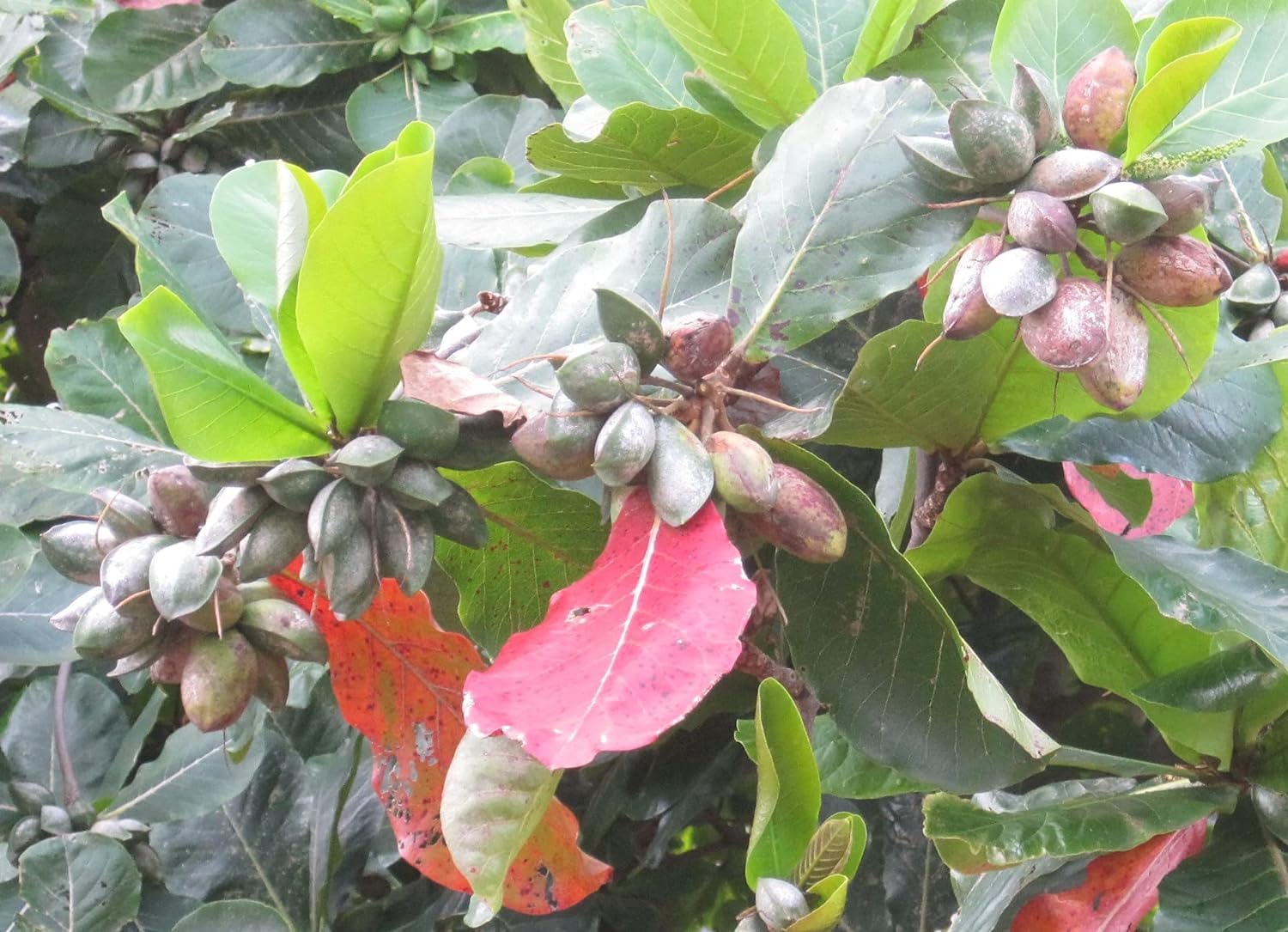 ASPEN® Plants Indian Almond Tree/Indian Badam Tree/Thick Shade Plant ...