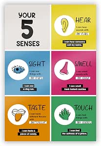 Amazon.com: Minitowz 5 Senses Printable Educational Poster, Classroom ...