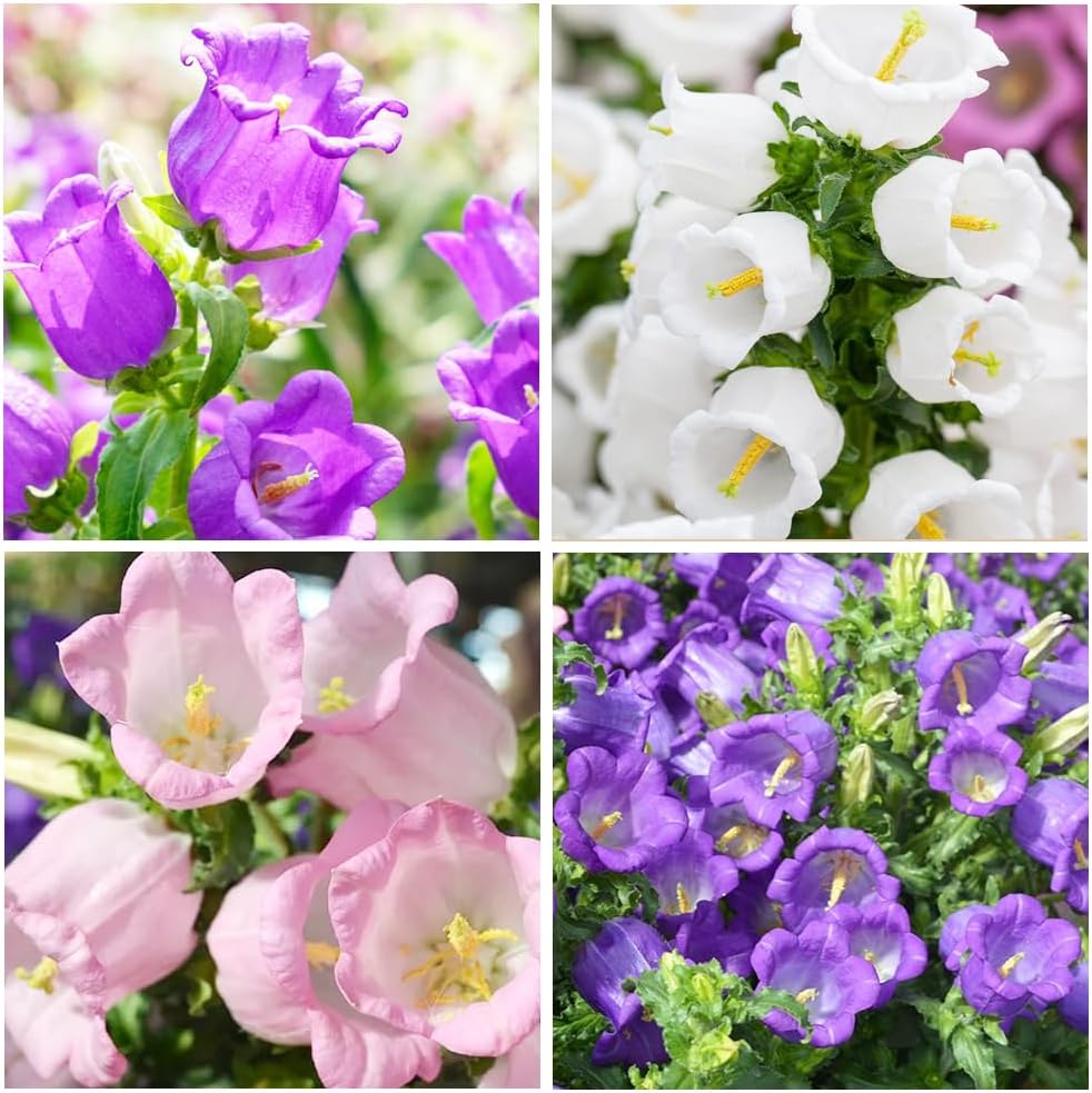 Amazon.com : 5000+Perennial Mixed Campanula Bellflower Flower Seeds for ...