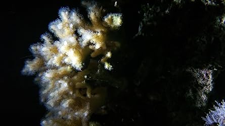 Amazon.com : Red Sea Fish Pharm ARE22080 2-Pack Reef Energy A and B ...