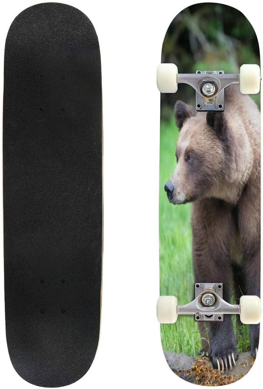 Bear rain Canadas Great Bear Skateboards for Beginners 31"x8" Maple ...