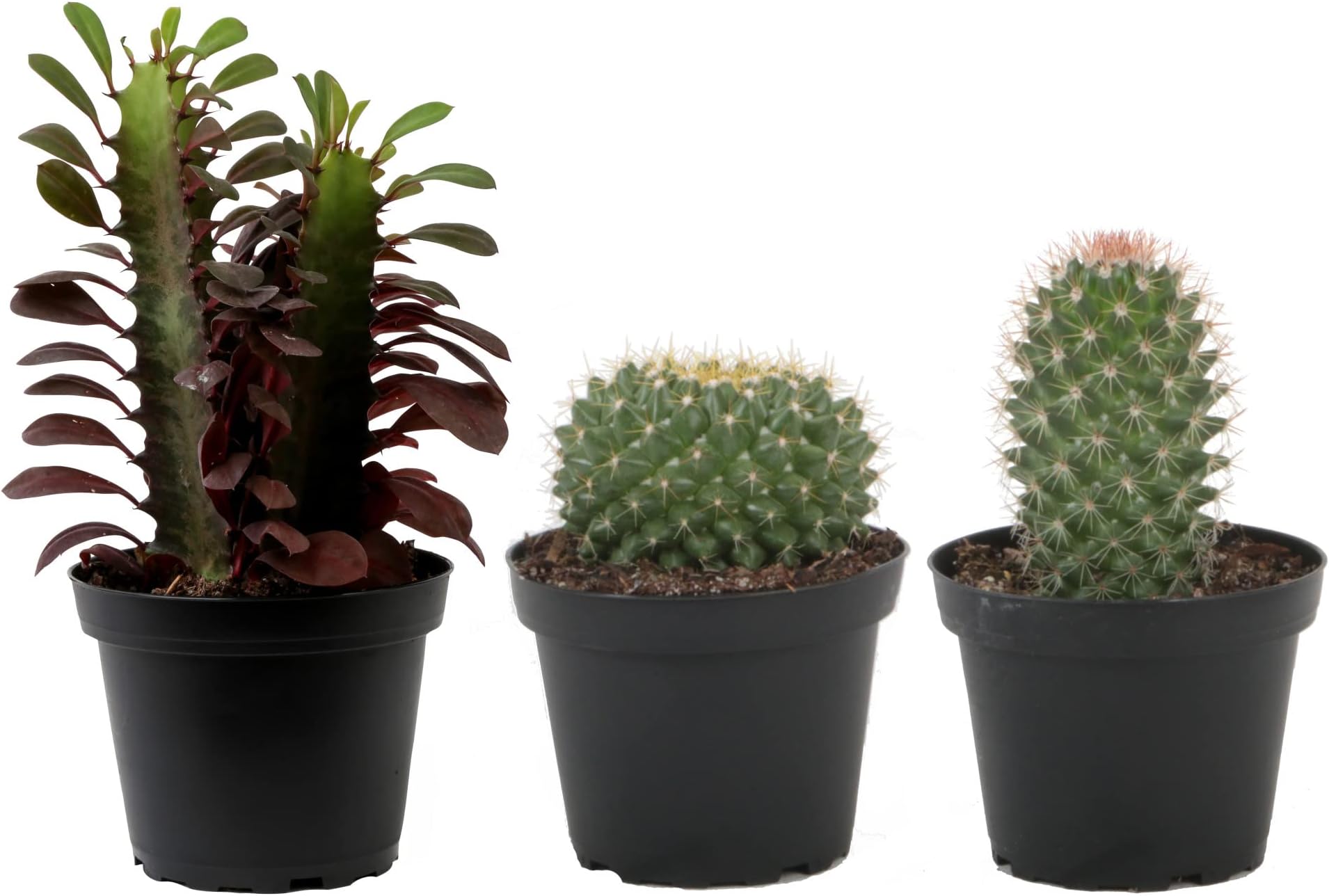 Amazon.com : Costa Farms Cactus Live Indoor Plants, Cactus Décor 7 to ...