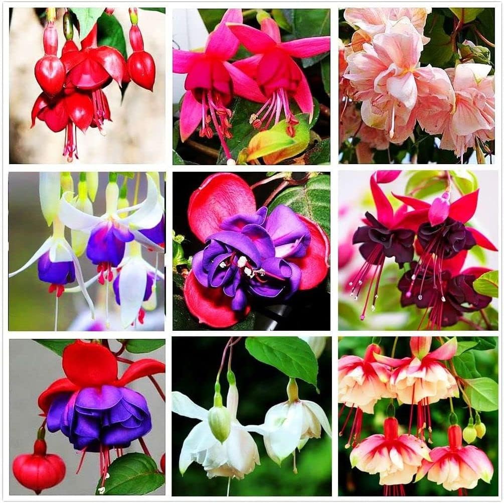 Amazon.com : Hardy Fuchsia Seeds (Fuchsia magellanica) Packet of 100 ...