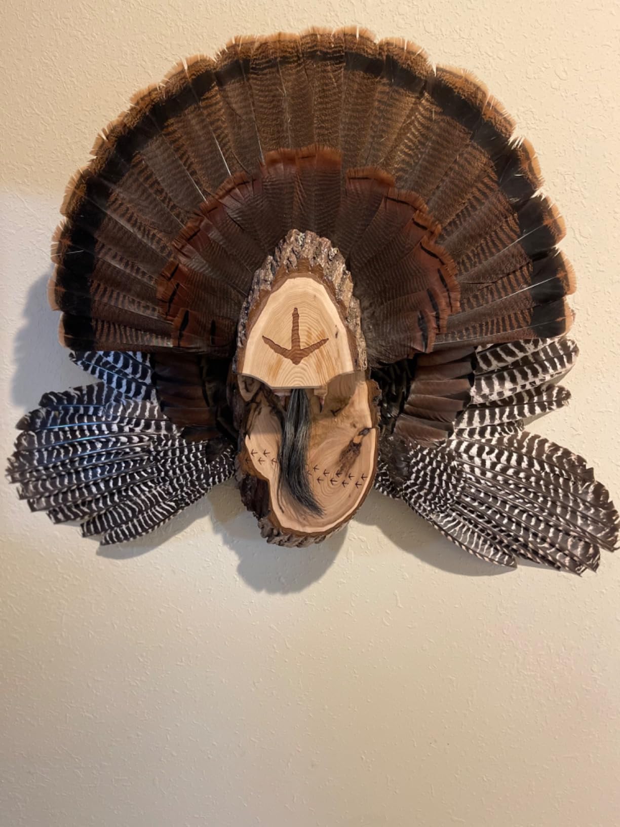 Amazon.com: Turkey Fan Plaque/Turkey Mounting Kit/Turkey Hunting Turkey ...