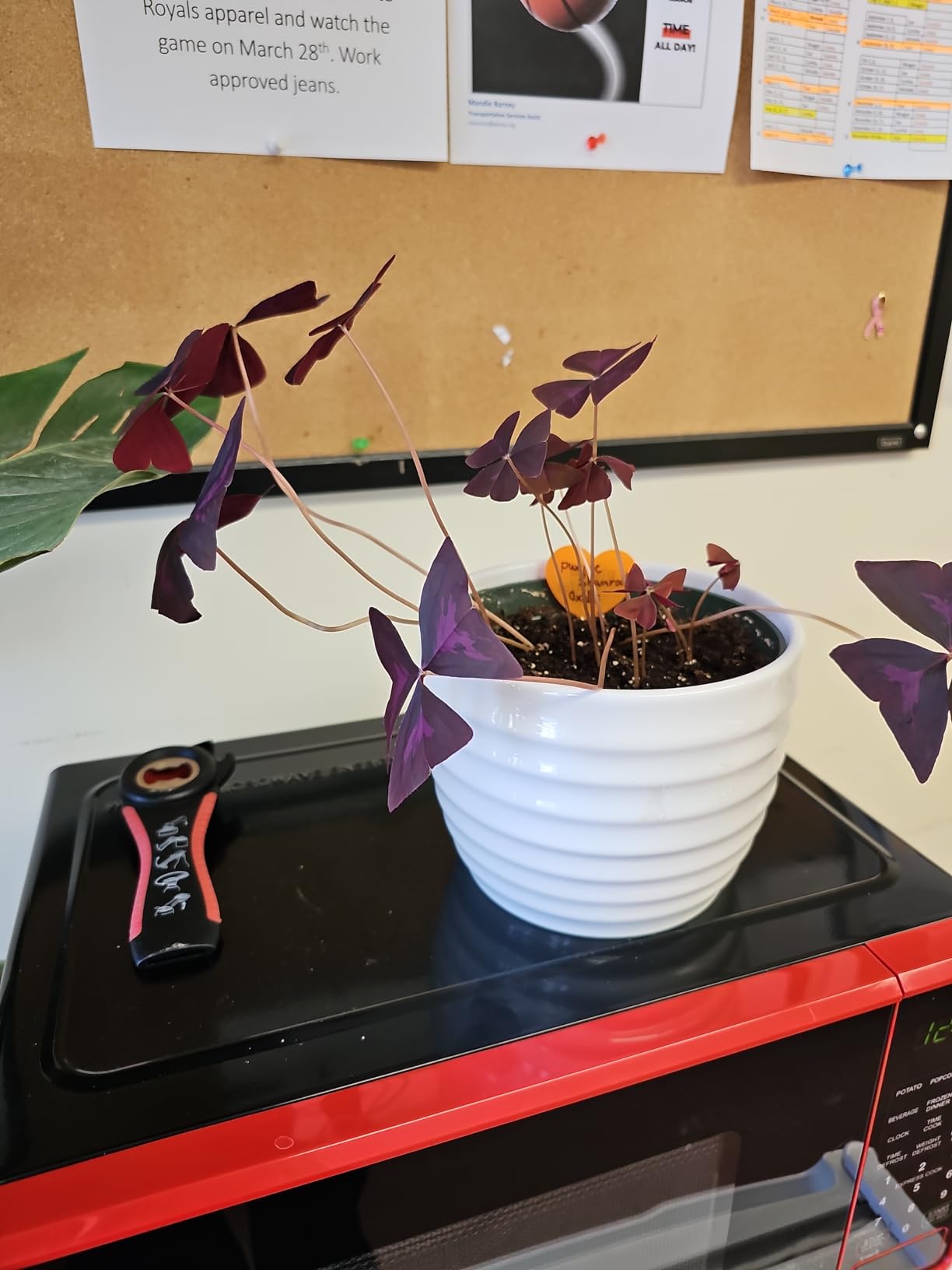 Amazon.com : Oxalis Triangularis Bulbs - Purple Shamrock Bulbs - Good ...