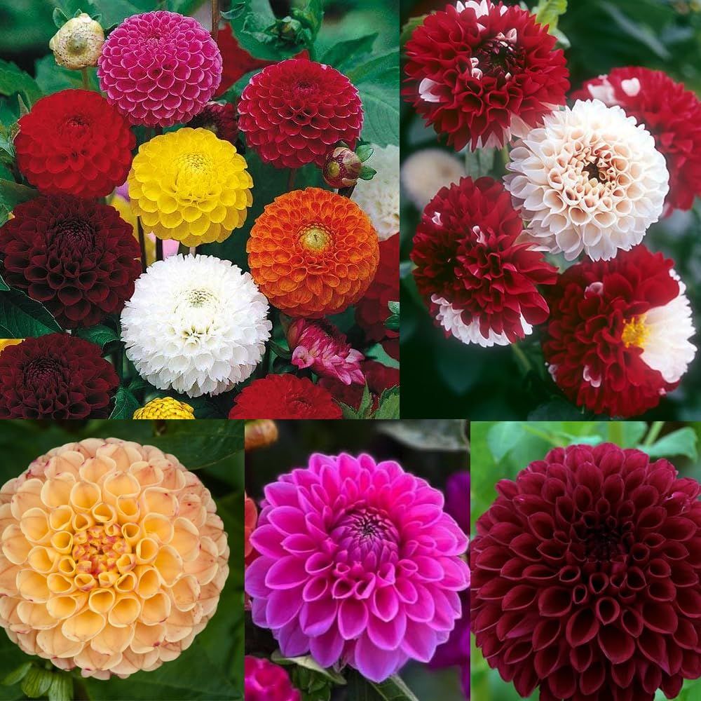 Amazon.com : 500+Perennial Dahlia Pompon Flower Seeds for Planting ...