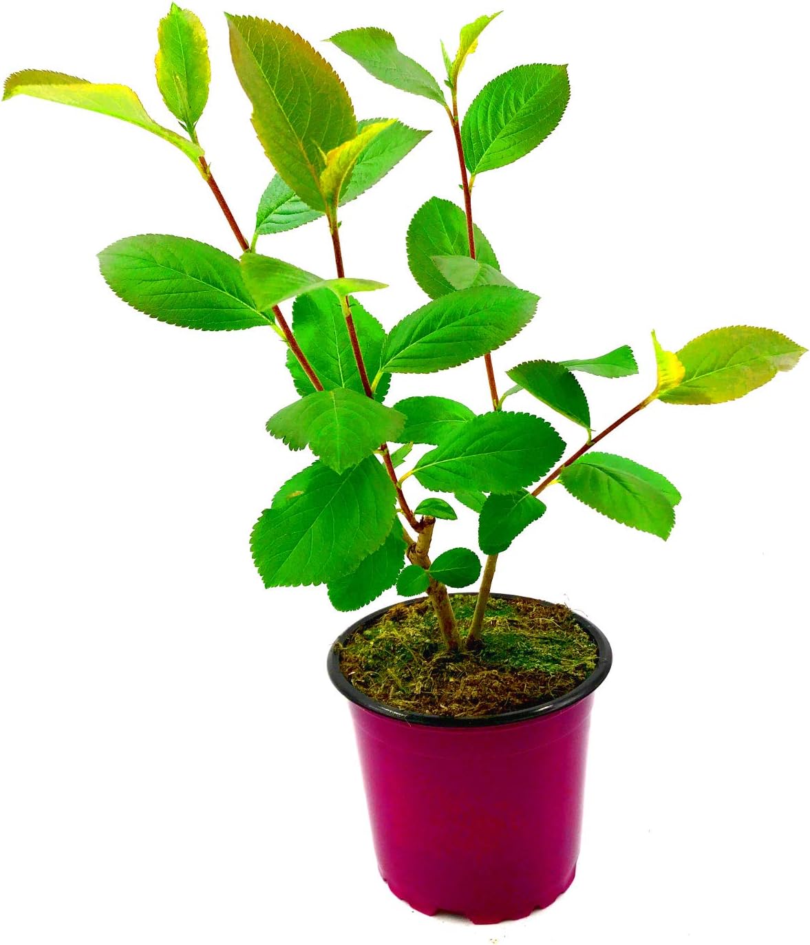 Aronia melanocarpa "Viking" Apfelbeere Beeren Pflanzen 1Stk. : Amazon ...