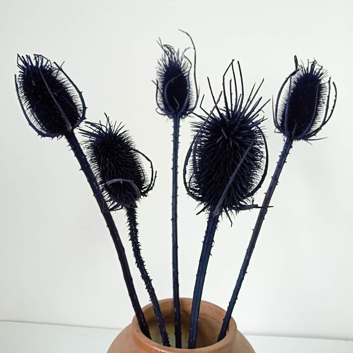 Amazon.com: 5 Stems Real Dried Thistle Flowers Black White Bleached ...