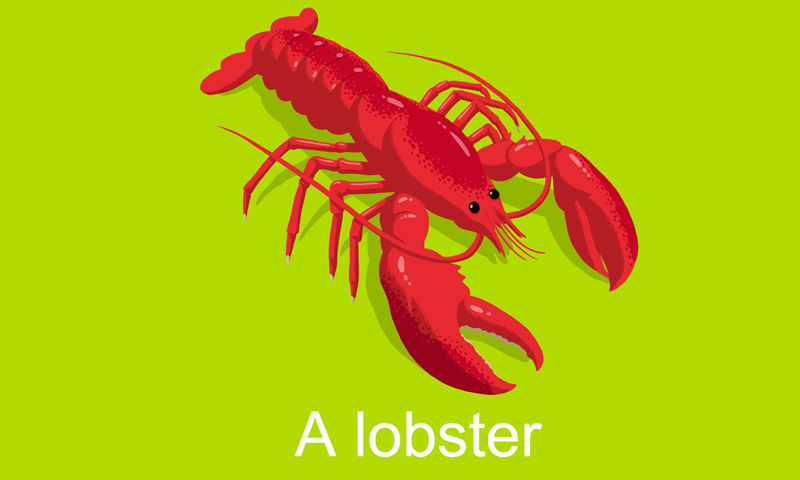 Sea Animals - App on the Amazon Appstore