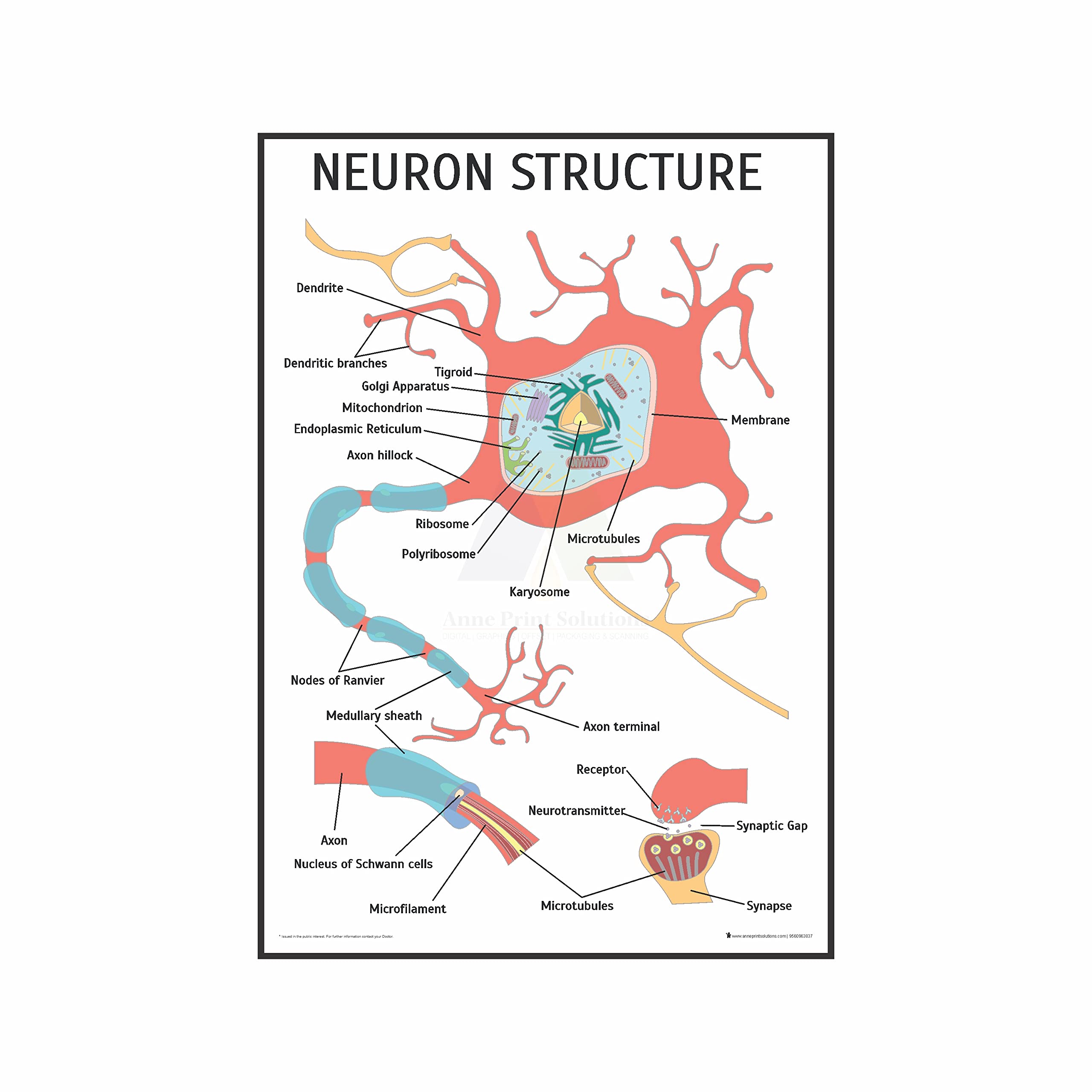 Anne Print Solutions® Neuron structure Posters For Hospital Posters ...