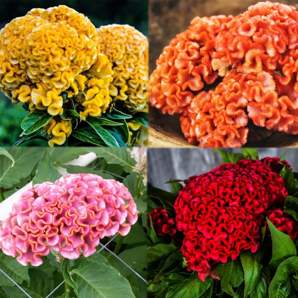 Amazon.com : 300+ Rare Mixed Cockscomb Seeds for Planting : Patio, Lawn ...