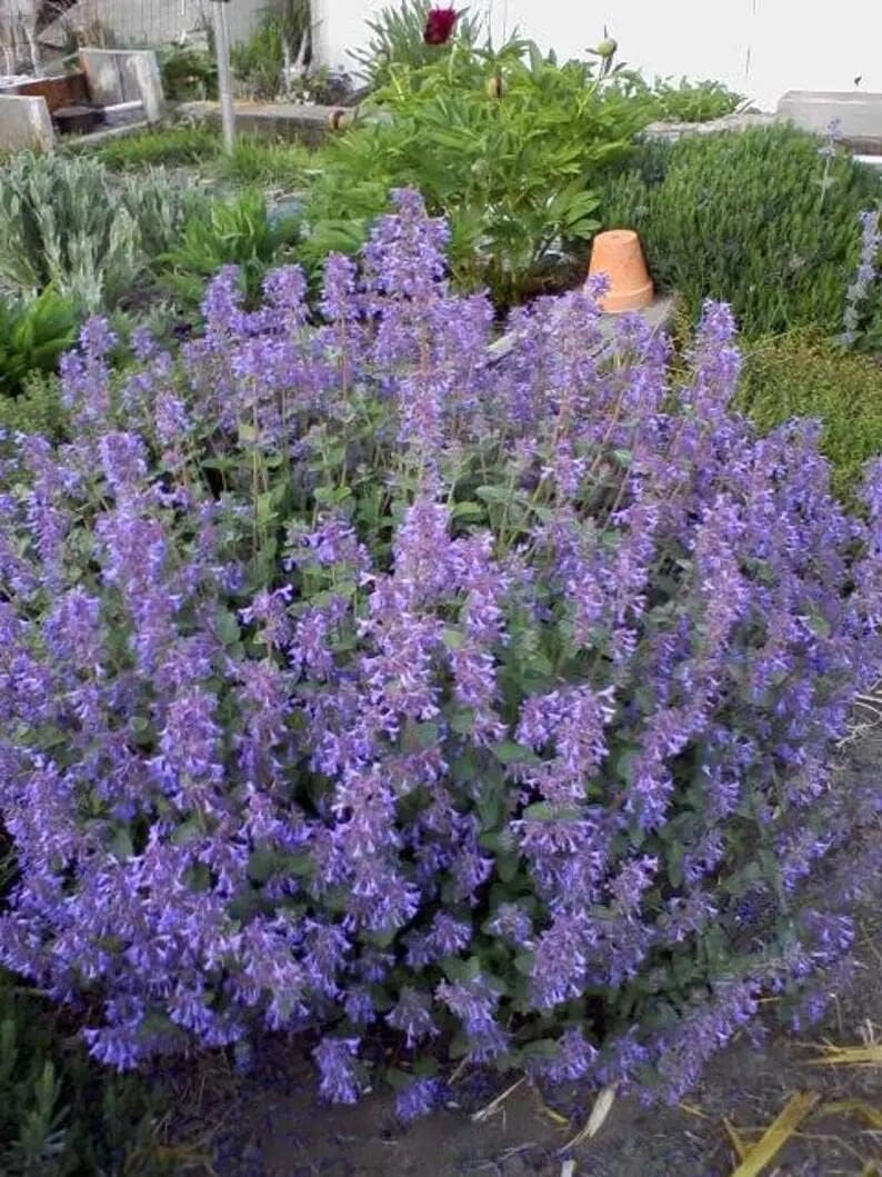 Amazon.com : Dichmag 2000+ Blue Nepeta Catmint Herb Plant Seed for Planting - Purple Giant ...
