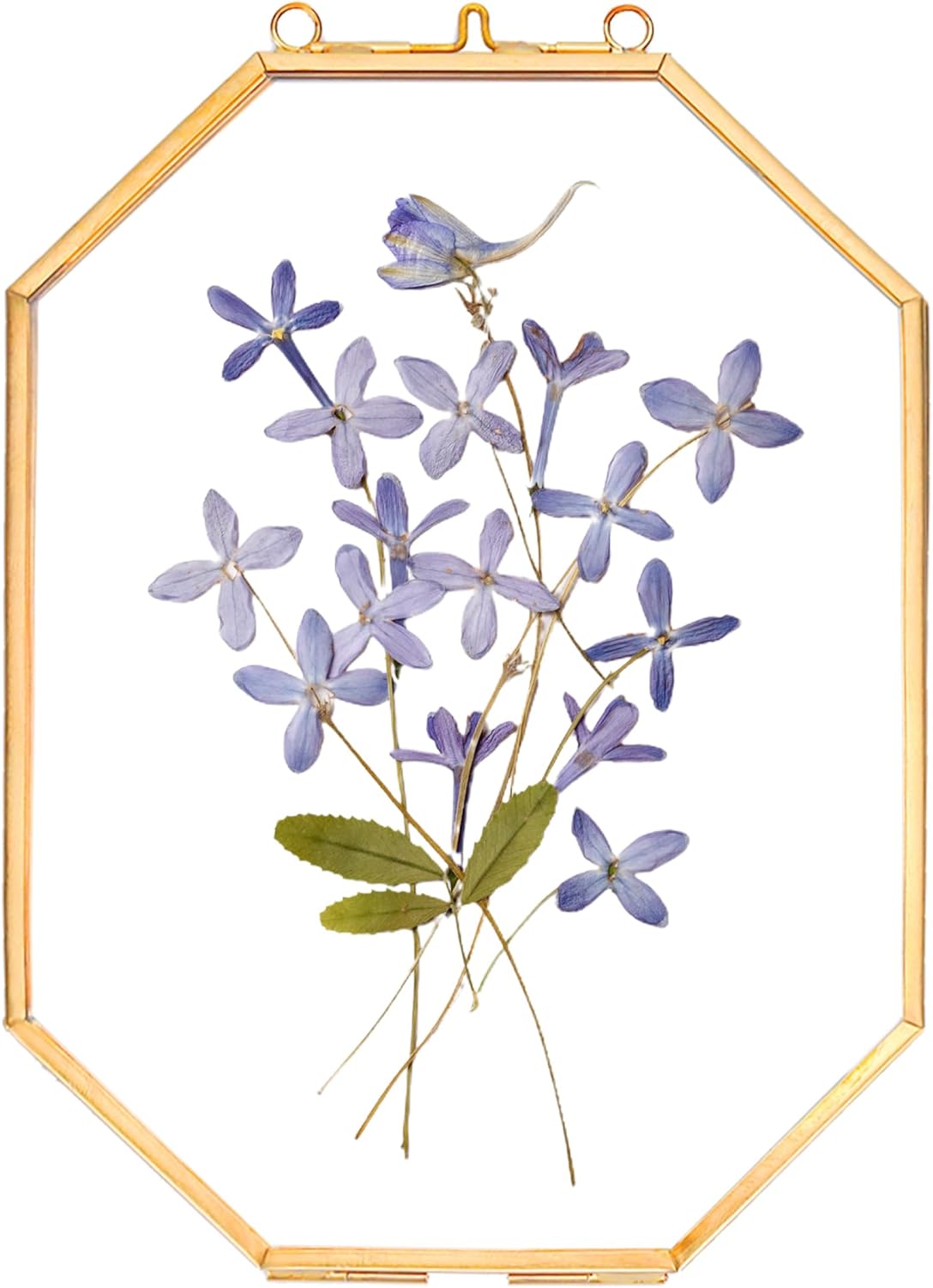 Amazon.com - REDHUGO 5x7 Inches Pressed Flower Frames, Glass Floating ...
