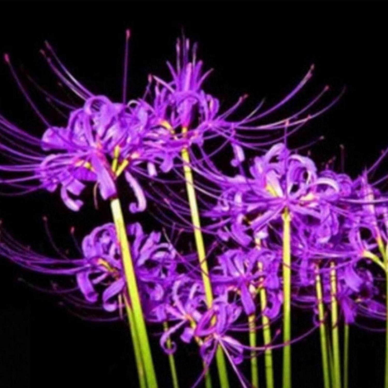 Amazon.com : Purple Lycoris Radiata (15) Bulbs Garden Plants Potted ...