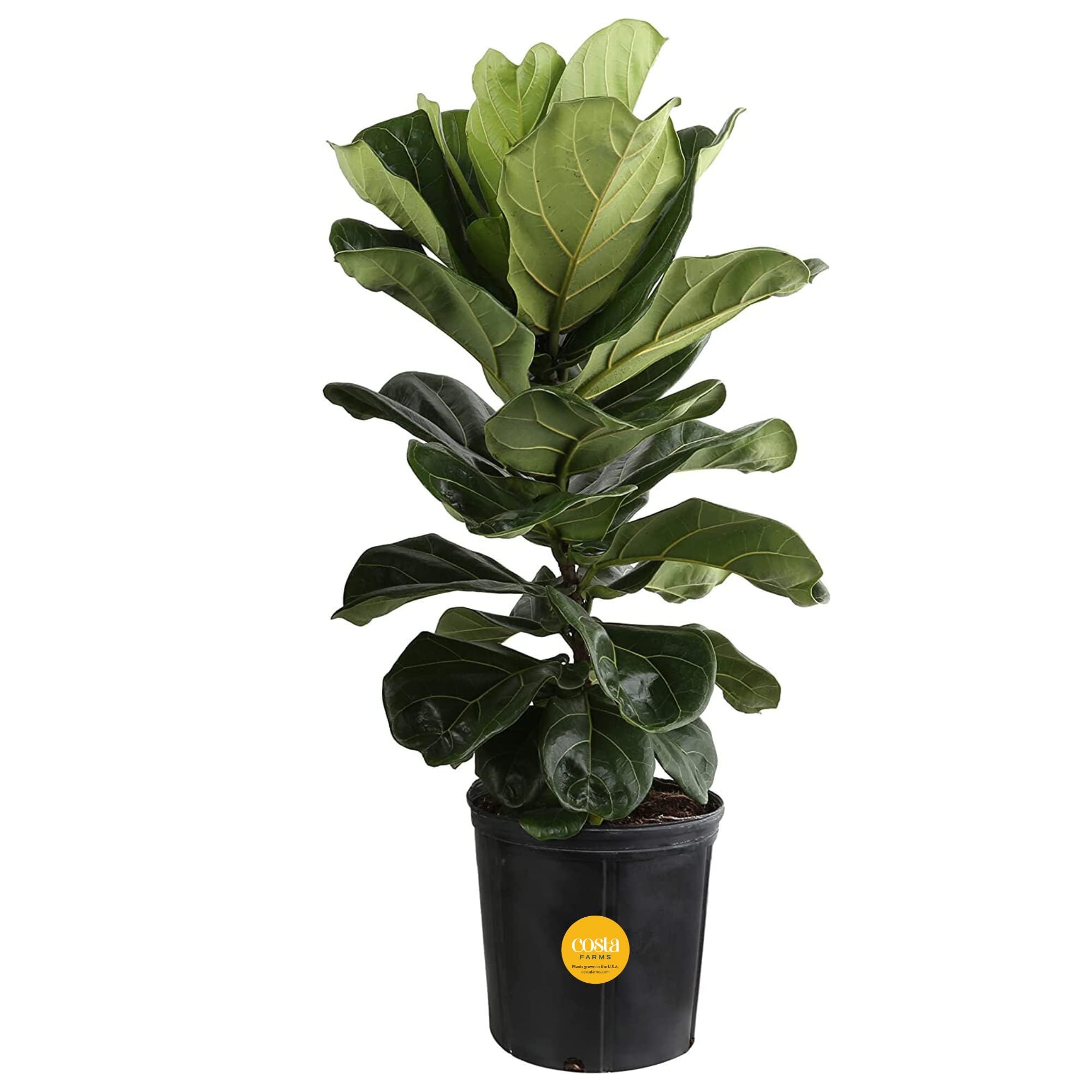 Amazon.com : Costa Farms Fiddle Leaf Fig, Live Indoor Ficus Lyrata ...