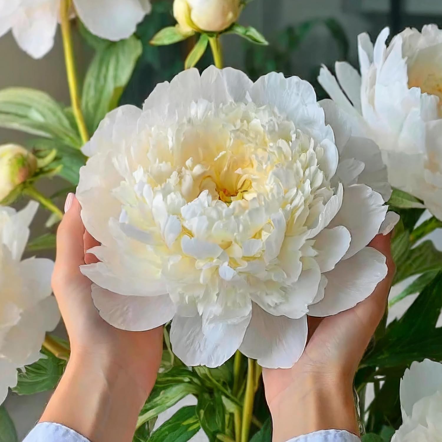 Amazon.com : Garden State Bulb Bowl of Cream Peony Flower Bulbs, Bare ...