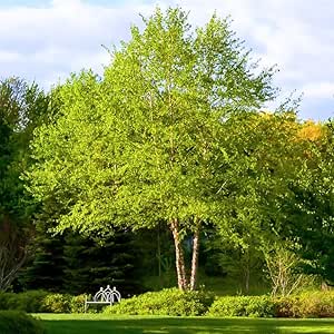 Amazon.com : River Birch Tree, River Birch Tree Live Plant, River Birch ...