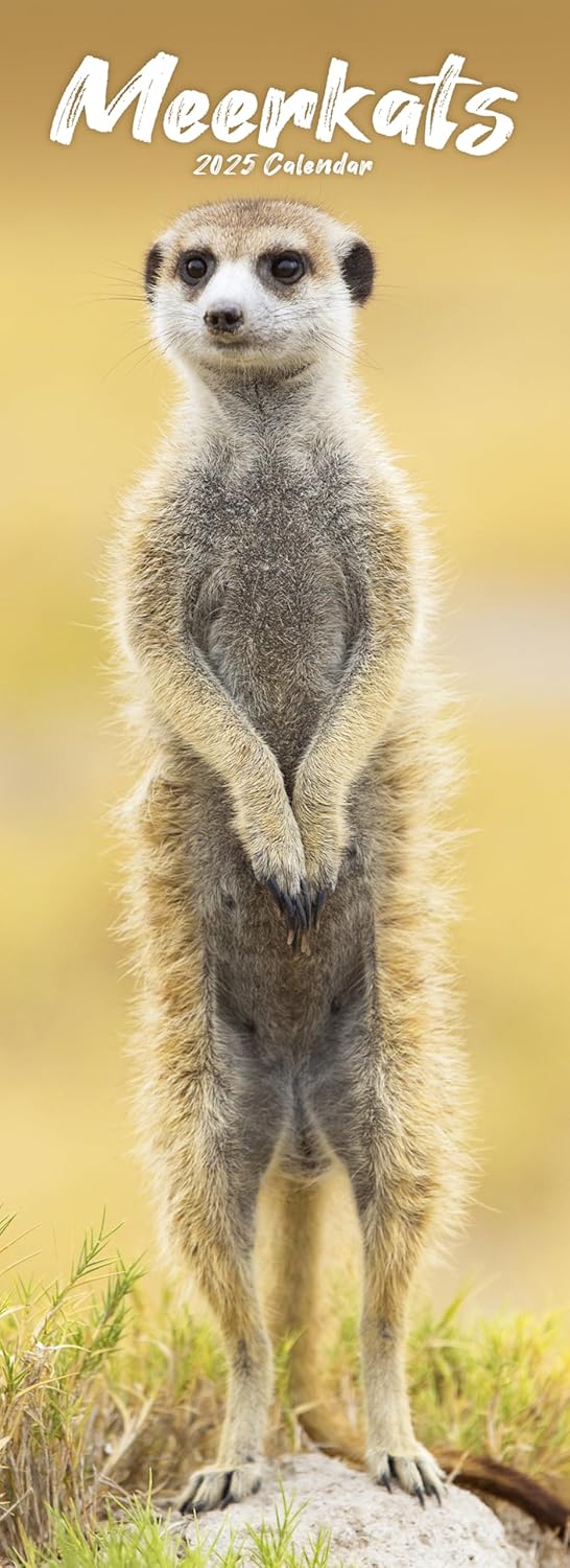 Meerkats Slim 2025 Slimline Wall Calendar | Animal, Wildlife Calendar ...
